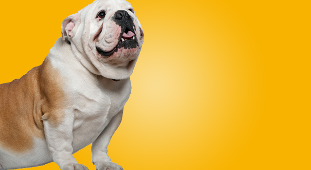 Goodna Produce | All Your Rural Produce & Pet Needs Under One Roof